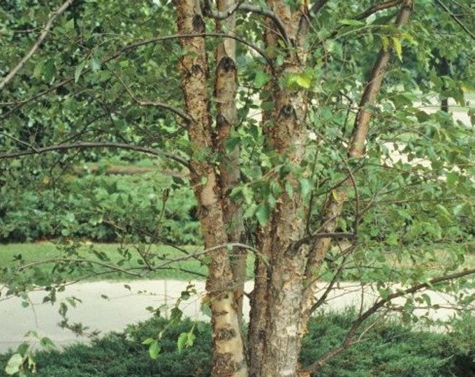 2 River Birch Trees Bareroot 24-36" Beautiful Fast Growing Shade Tree ...