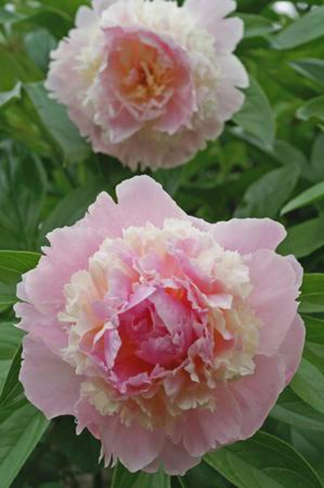 Whopper Potted Peony, 2-3 Eye, in Trade One Gallon Container (0.667 ...