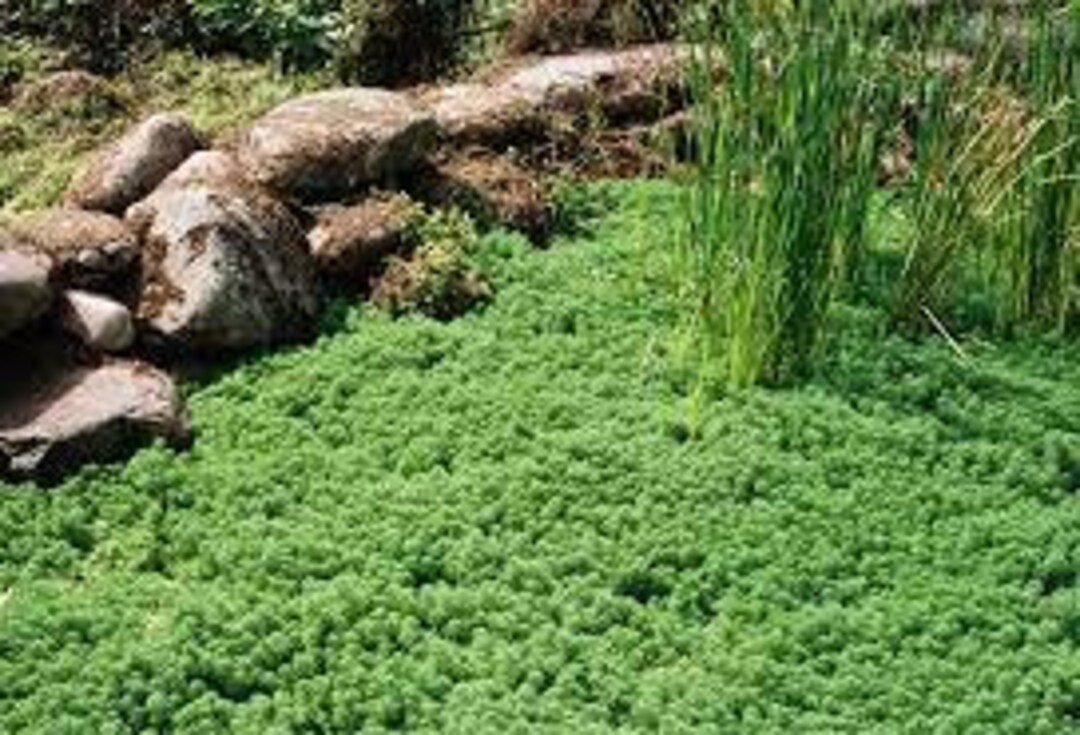 Elfin Thyme Plant - Thymus Minus - World's Smallest Thyme - Live Plant ...