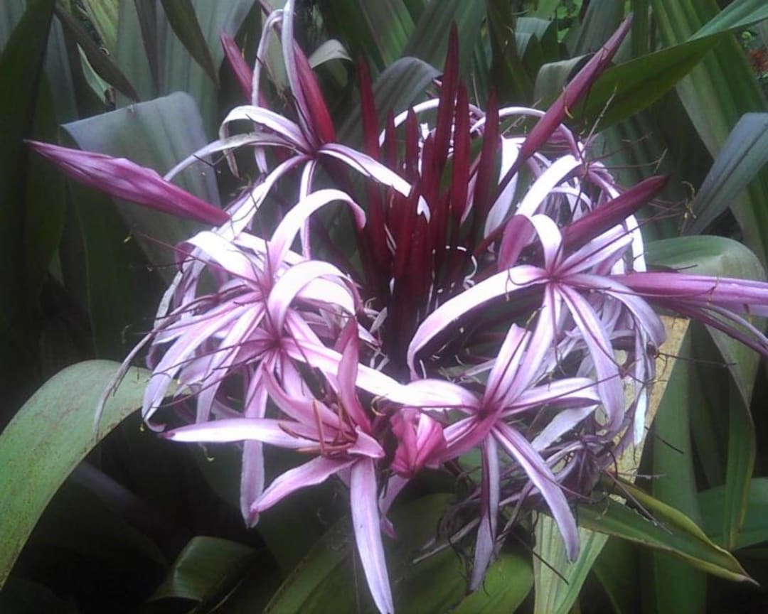 Asiatica Purple Crinum Lily Plant in a 4 Inch Pot. You Choose Amount ...