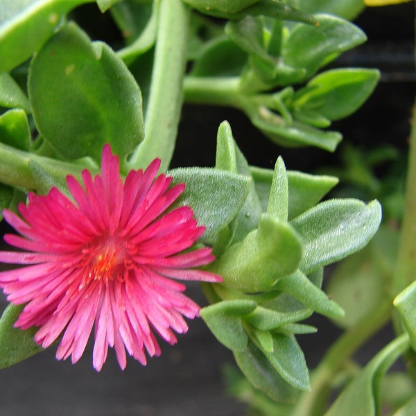 Baby Sun Rose Plant - Etsy