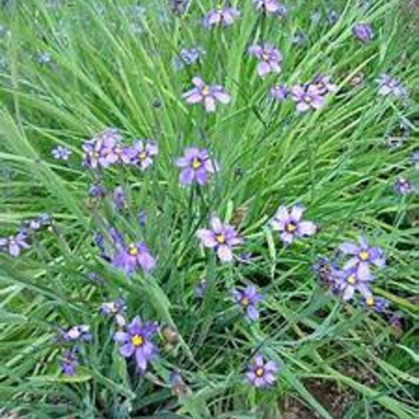 Blue Grass Plants - Etsy