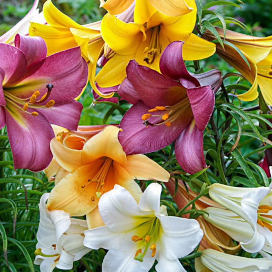 Giant Trumpet Lily Bulb Mix. You Choose Amount! - Etsy