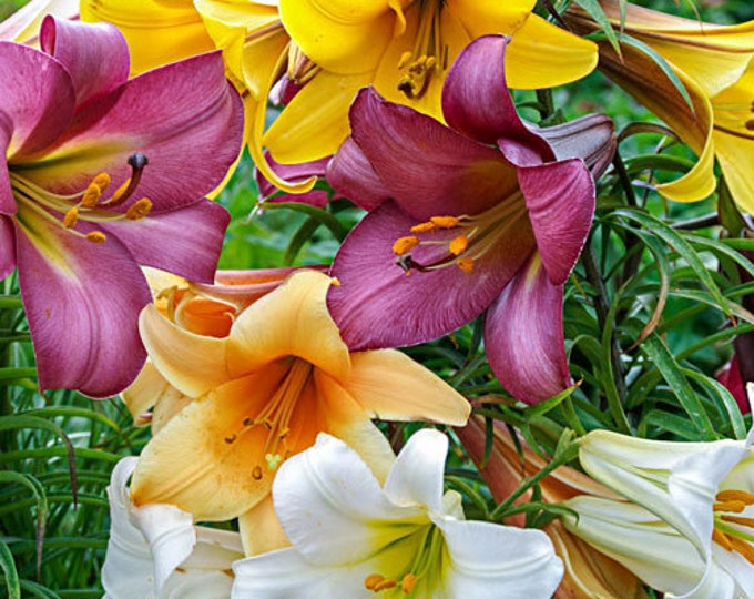 3 Purple Sensation Allium Flower Bulbs Hardy Deer Resistant Plants ...