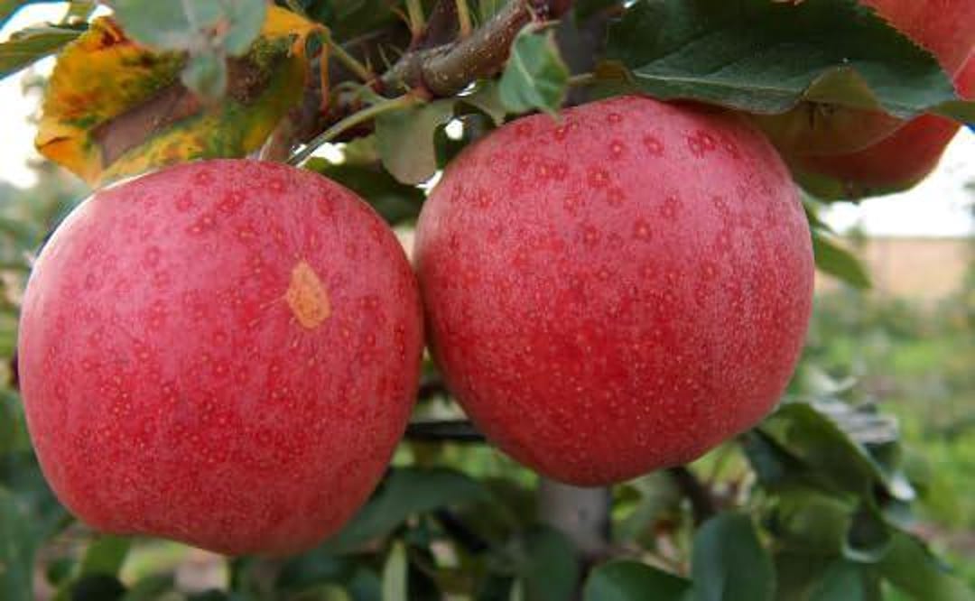 Gala Apple Trees Pre- Bagged Bareroot 6-12" Tall-sweet Fruit-ripens ...