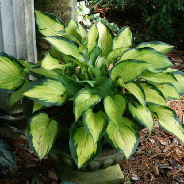 Hosta - Etsy