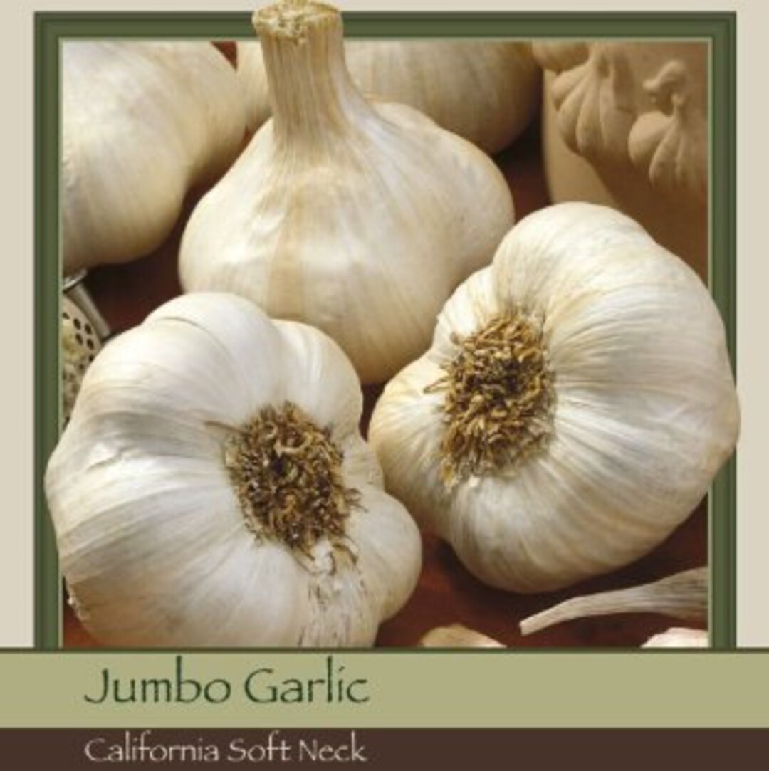California Softneck Garlic, 6 Bulbs. Great for Fall or Spring Planting ...