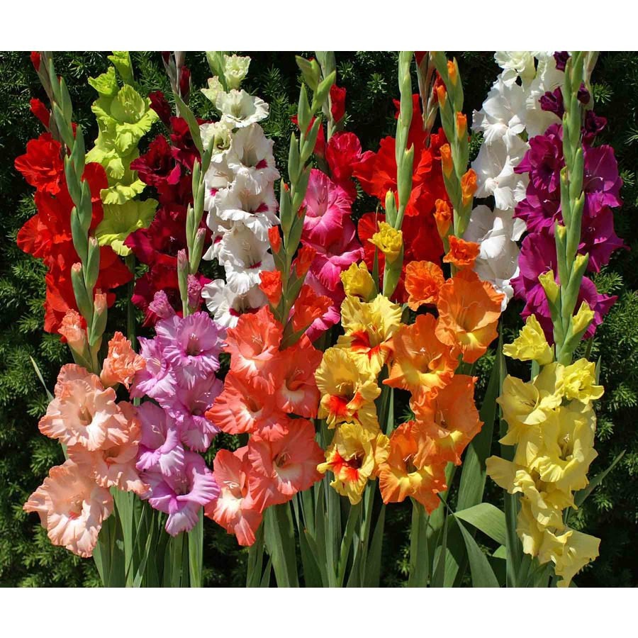 Gladiolus Hybrida