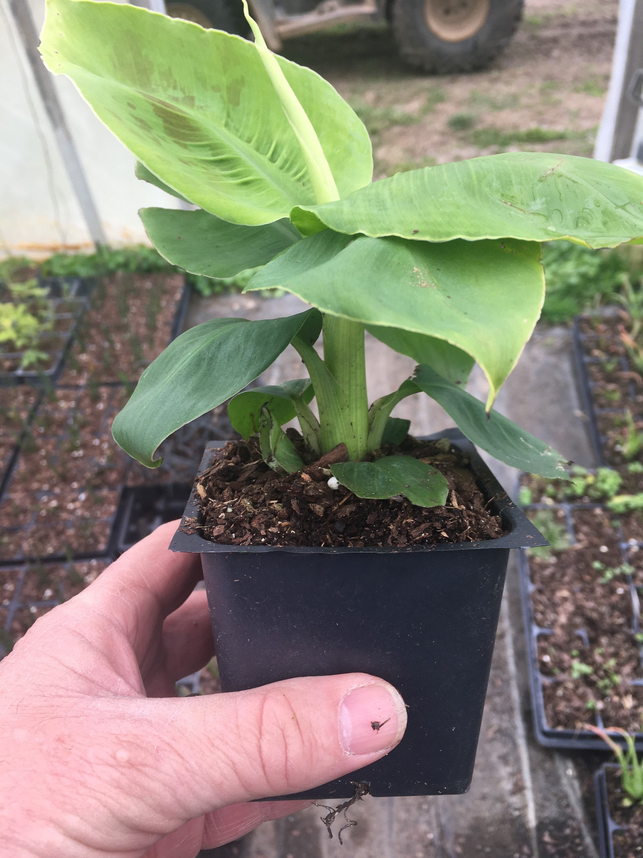 Musa poquito Banana Tree/ Banana Tree in 4 Inch Cups one - Etsy