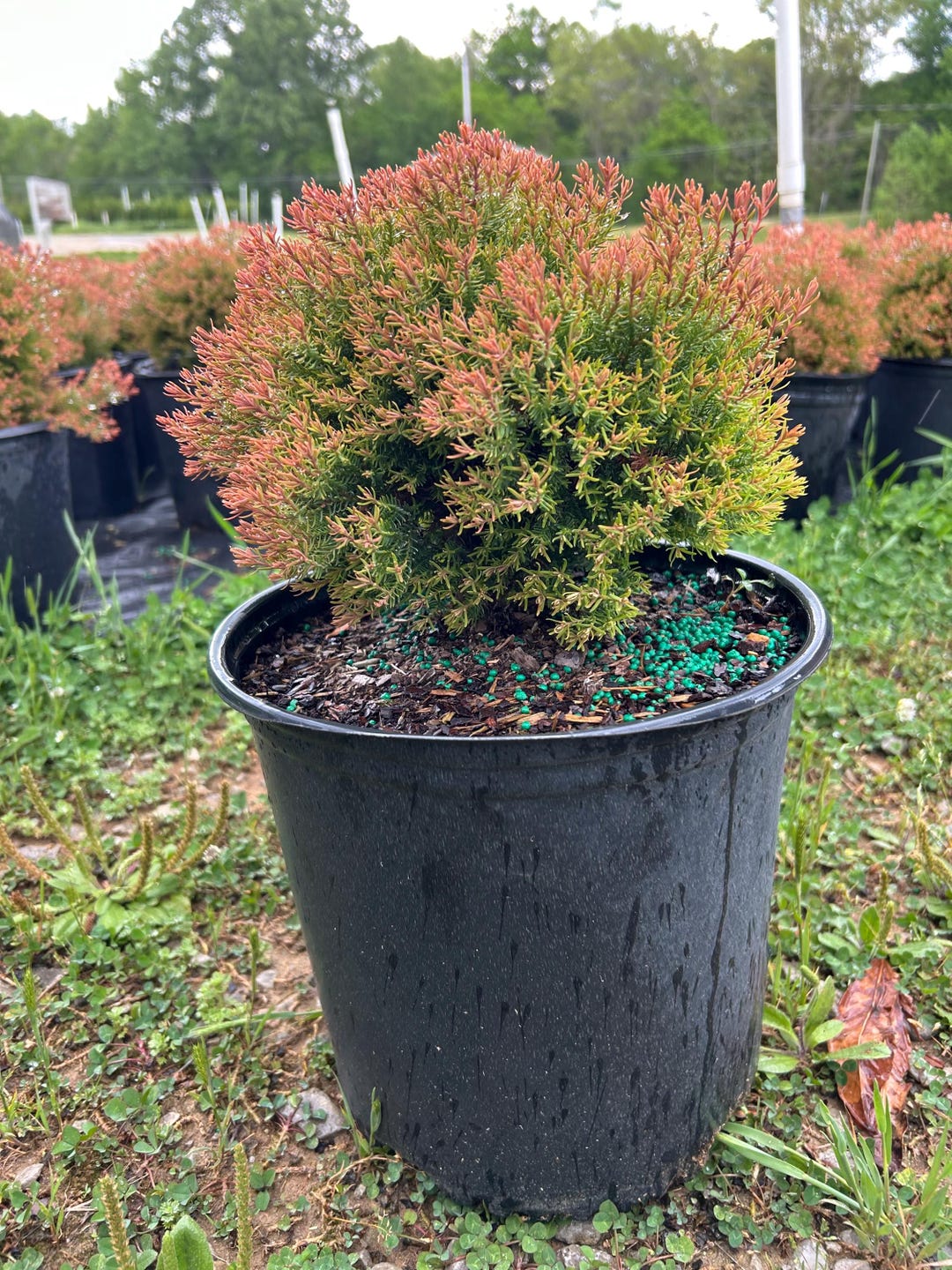 Fire Chief Arborvitae Plant in 3 Gallon Containers, One Plant per 3 ...