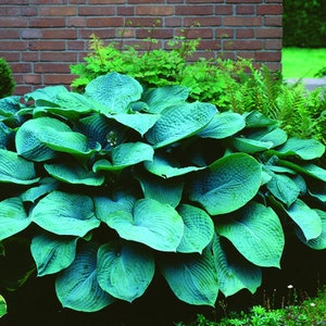 Hosta Big Blue Mixed -perennial Bare Roots, You Chose Amount! Shade ...