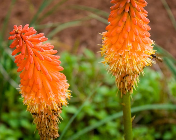 3 Red Hot Poker Kniphofia Live Perennial. Stunning Colors. Attracts ...