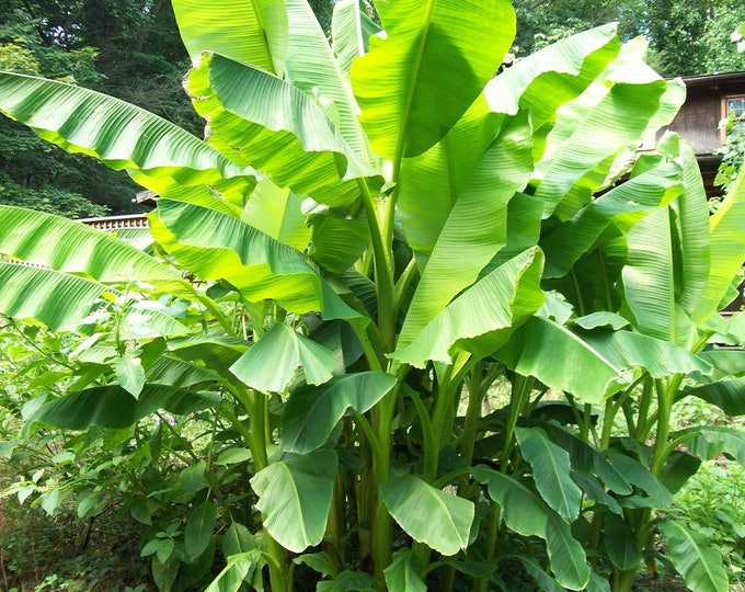 Musa Basjoo cold Hardy Banana Tree / 1 to 2 Foot in Height Free ...