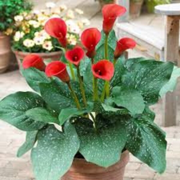 Red Calla Lily - Etsy