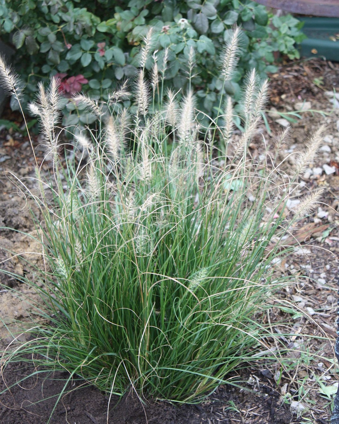 Hamlen Grass in 4 Inch Containers/ Dwarf Fountain Grass - Etsy
