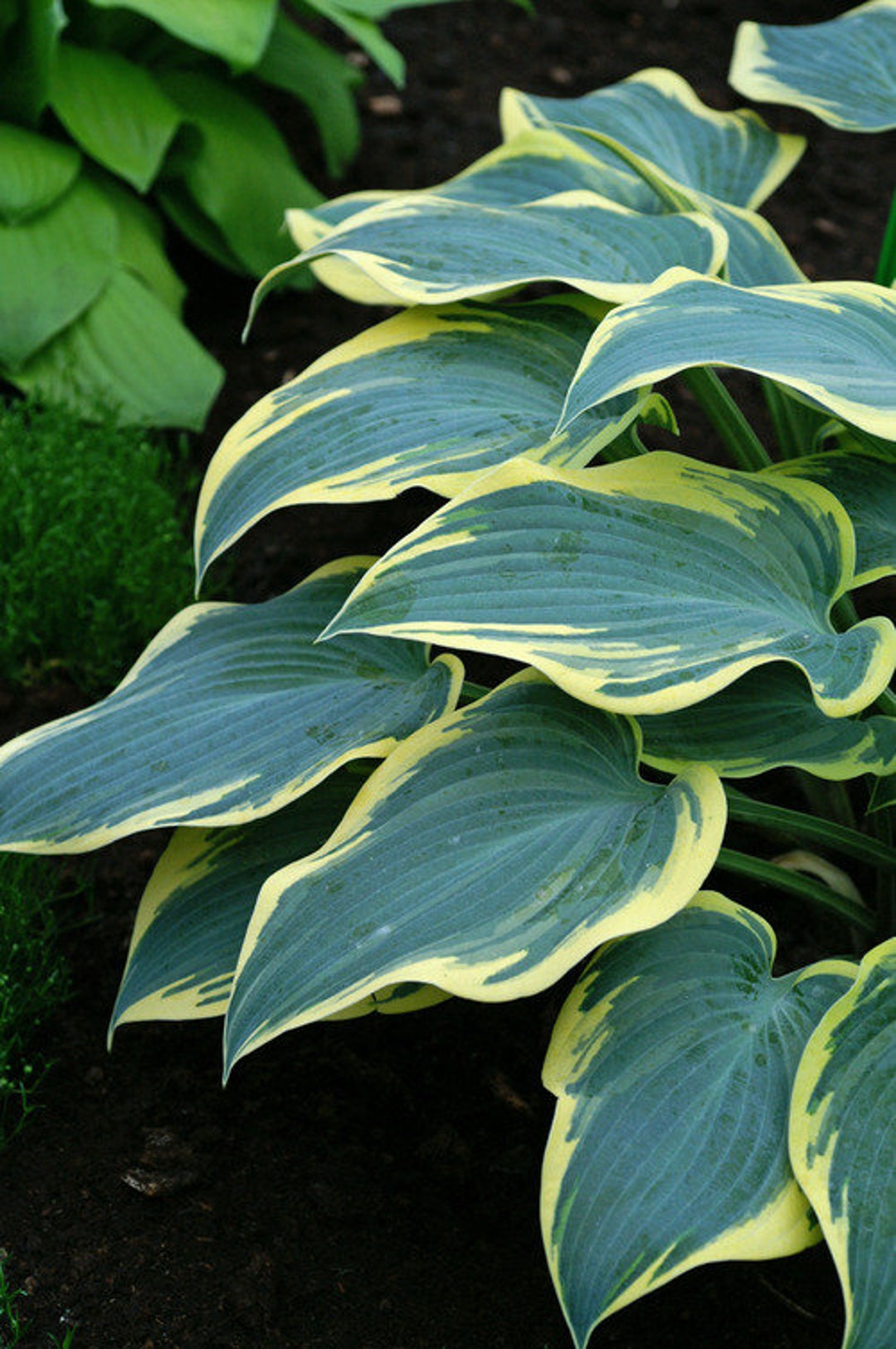 First Frost Hosta Bareroot Plants, You Choose Amount! - Etsy