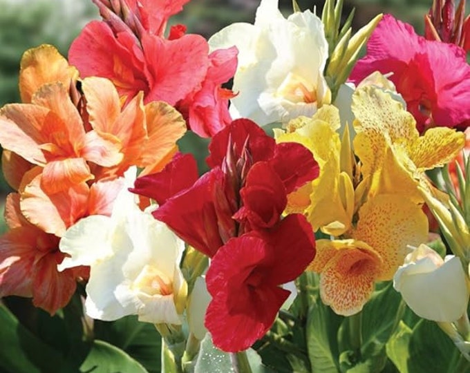 Canna Lily - Dwarf Lucifer - Etsy