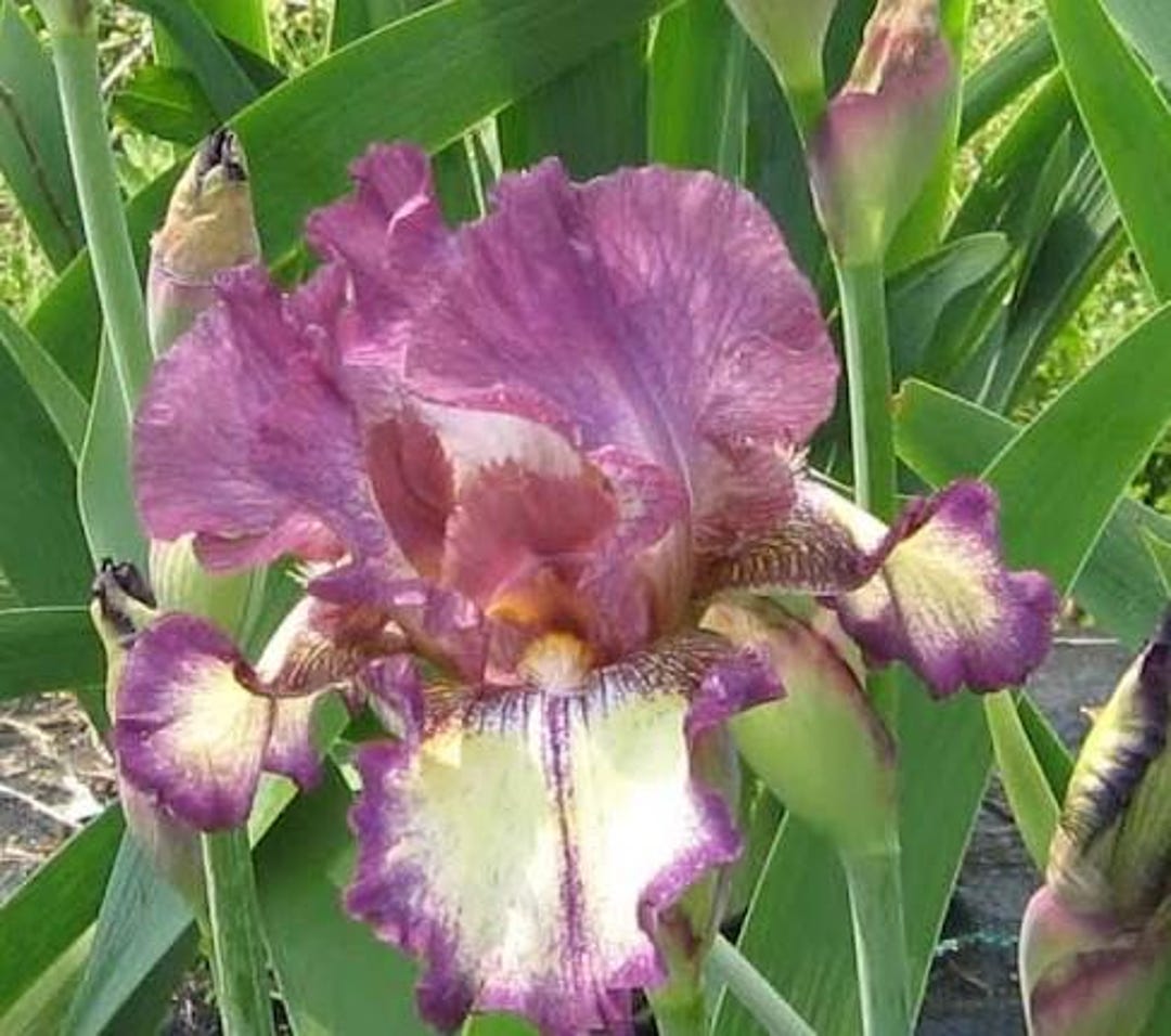 Rock Star Reblooming Bearded Iris - Iris Germanica Bareroot, You Choose ...