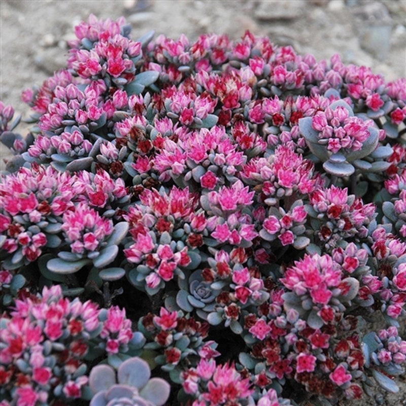 Red Sedum - Etsy