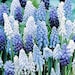 36 Muscari Deft Blue Moon Mixture Bulbs - Grape Hyacinth--free SHIPPING ...