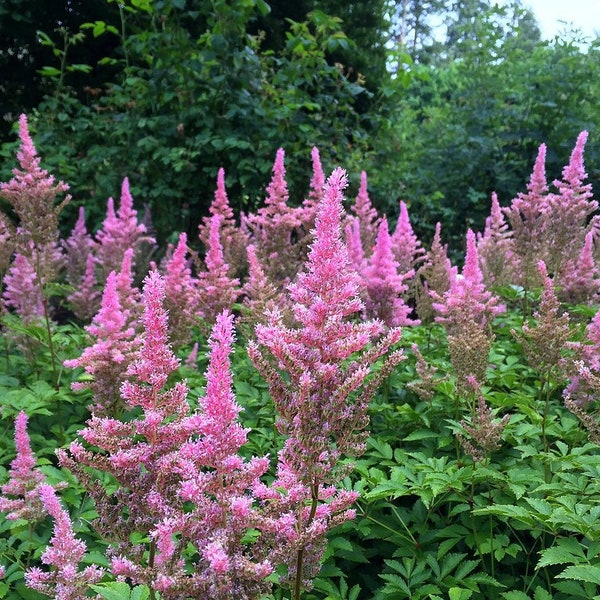 Astilbe Live Plant - Etsy