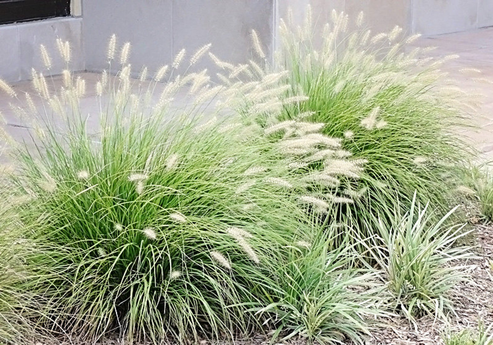 3 Little Bunny Grass In 3.5 inch containers 3 pots of plants | Etsy