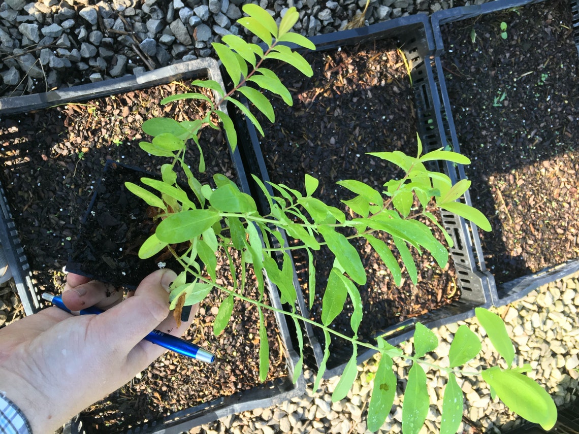 Creeping St Johns Wort/ BRIGADOON/ Hypericum Calyinum in 4 Inch Pots ...