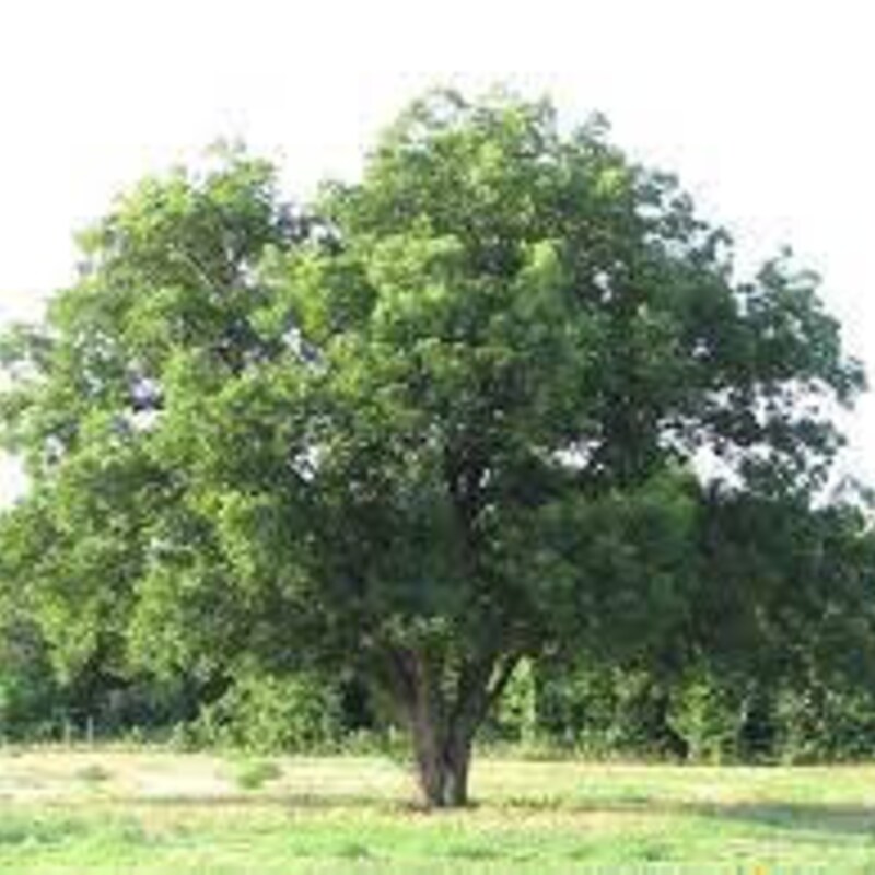 Pecan Tree - Etsy
