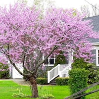 Redbud Tree - Etsy