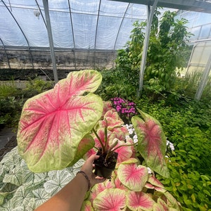 Mint Julep Caladiums in 3.5 Potsyou Choose Amount - Etsy