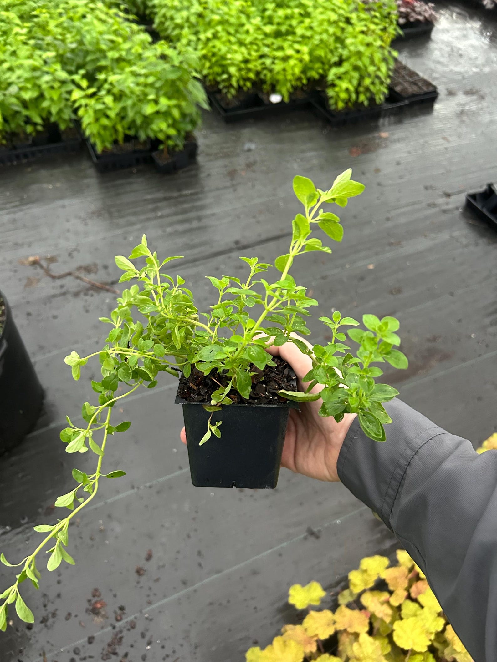 Italian Oregano Culinary Herb Plant in a 4" Pot---punch up Your Sauces ...