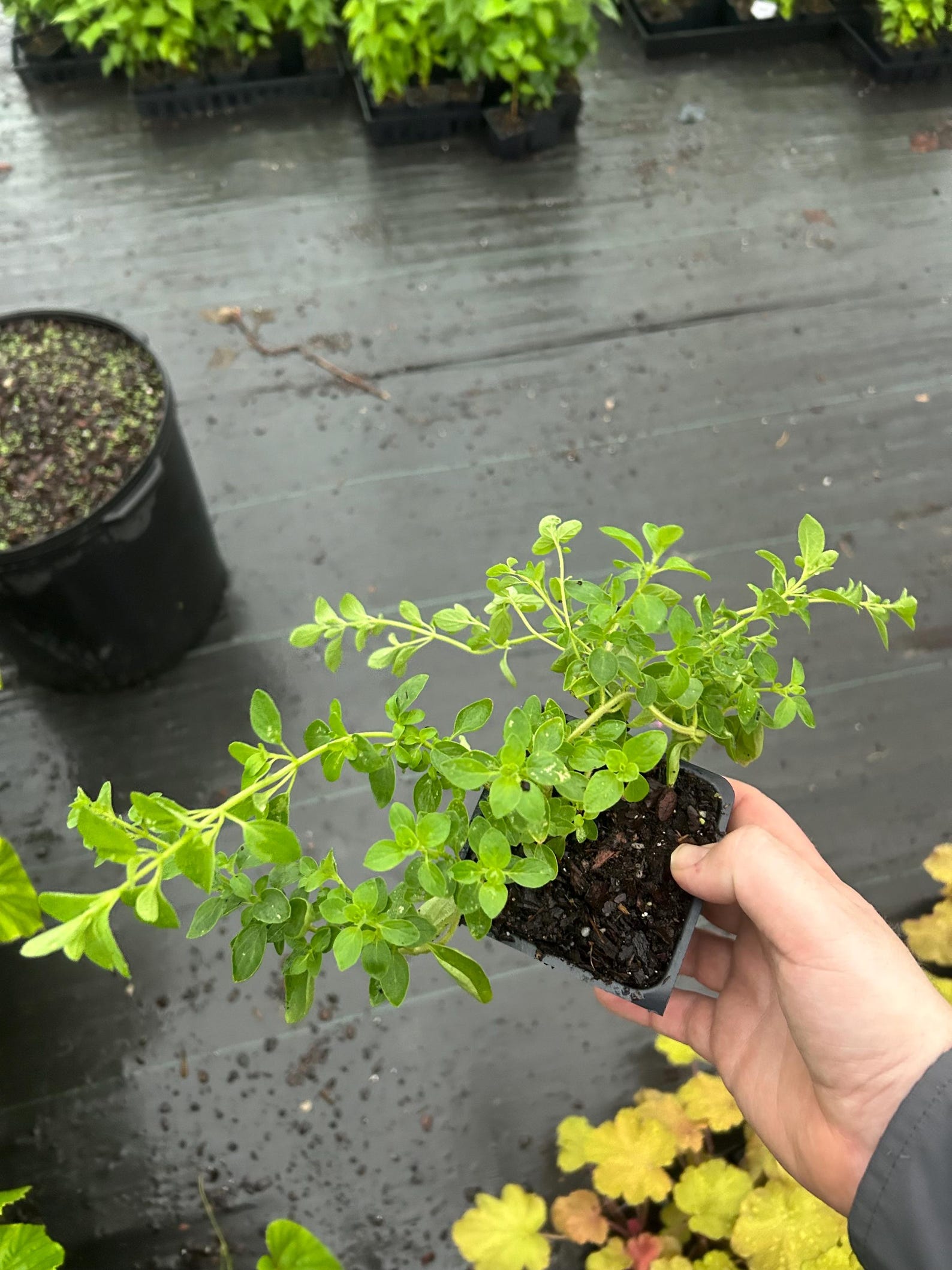 Italian Oregano Culinary Herb Plant in a 4" Pot---punch up Your Sauces ...