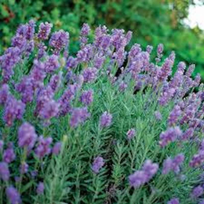 Lavender Borders - Etsy