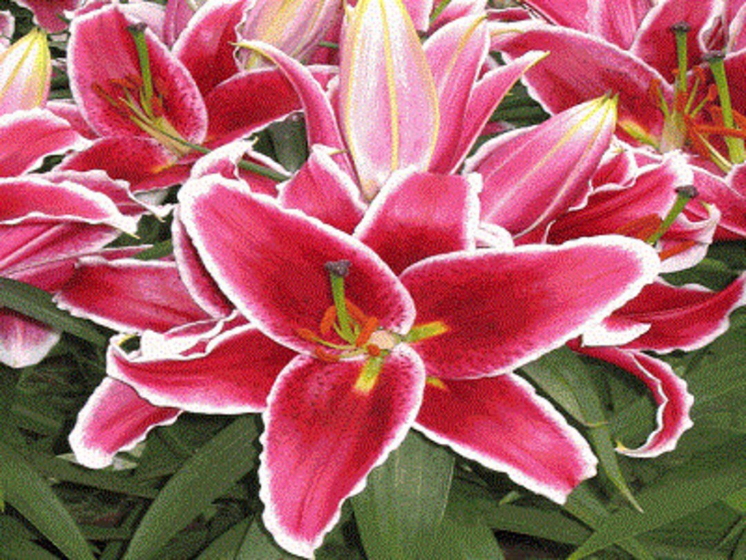 After Eight Oriental Lily Bulbs--free SHIPPING!!! - Etsy