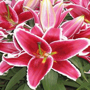 After Eight Oriental Lily Bulbs--free SHIPPING!!! - Etsy