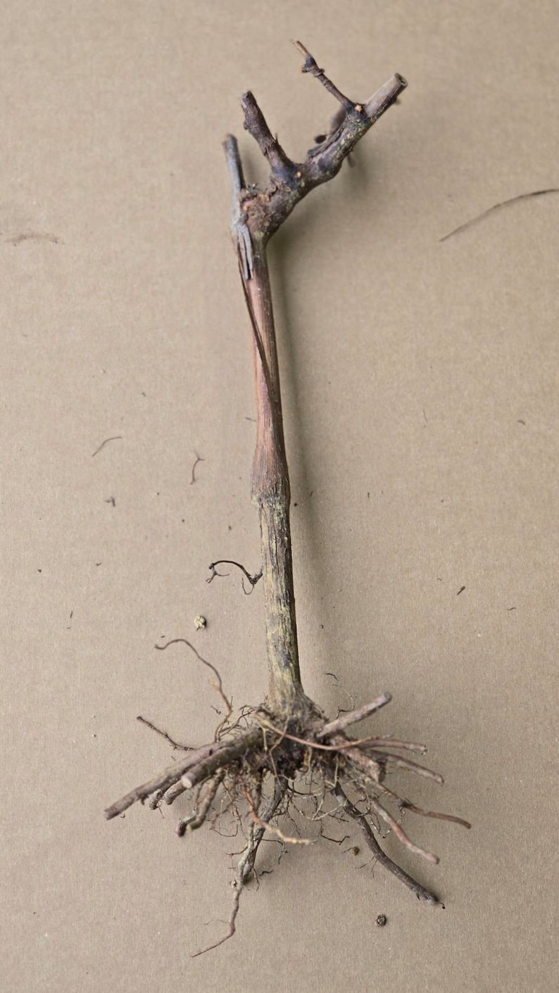 Concord Grape Vines, Bareroot Good Sized Roots! Free Shipping, You ...