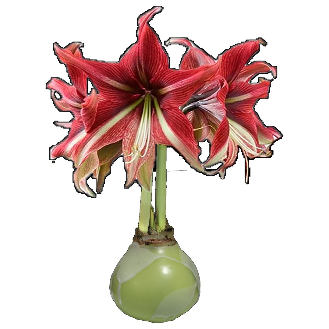 Green and White Splatter Waxed Ruby Star Amaryllis Bulb Size 36/38 ...