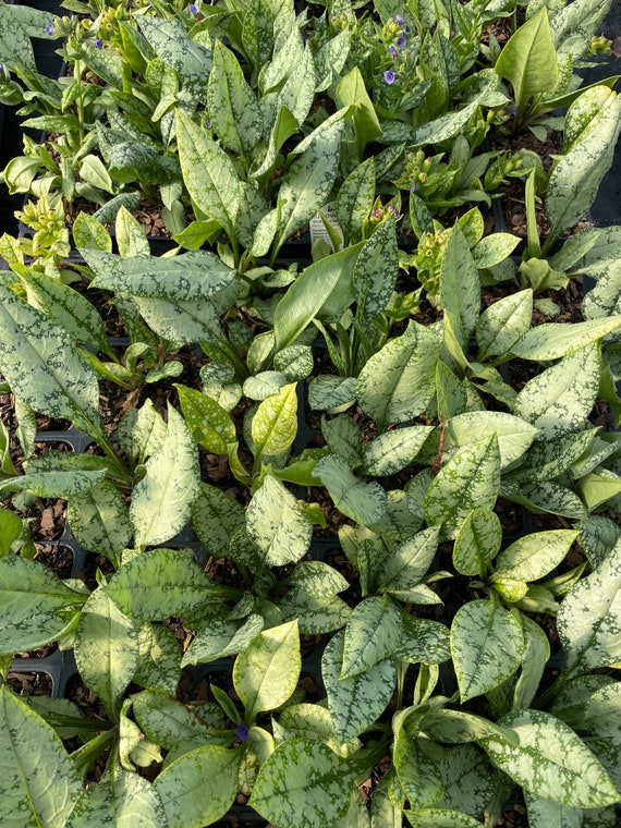 Pulmonaria Silver Bouquet
