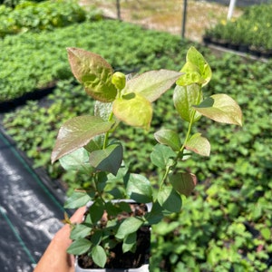 Reka Blueberry Plants in a 3.5"---ready for Planting!!! - Etsy