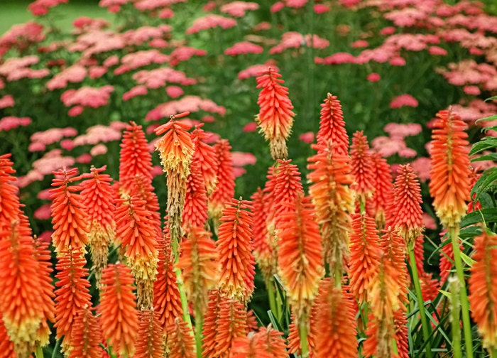 Bareroot Red Hot Poker/ Torch Lily/ Poker Plant/ Kniphofia...you Choose ...