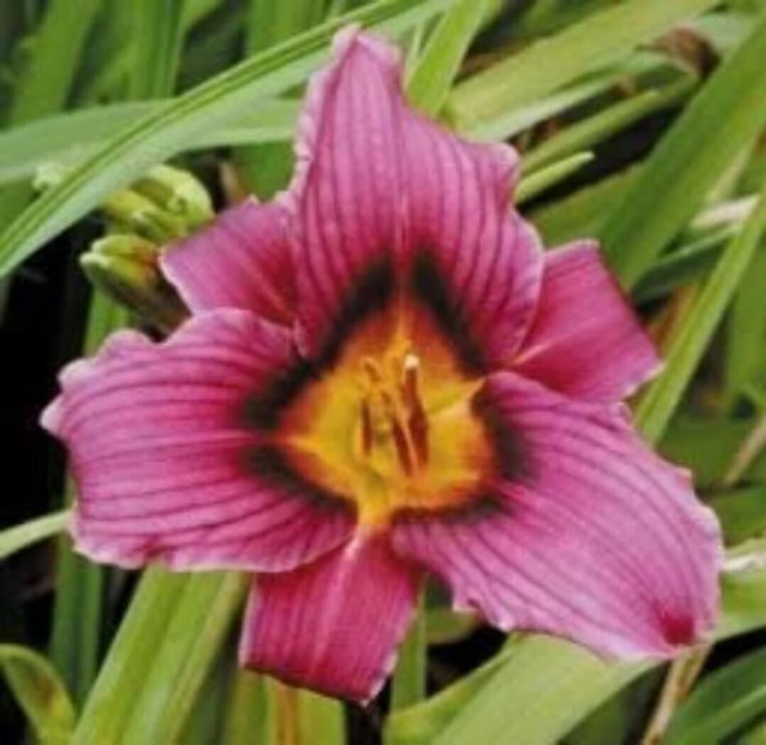 Grape Magic Daylily.....in 3.5 Inch Pot. One Plant per Pot, You Choose ...