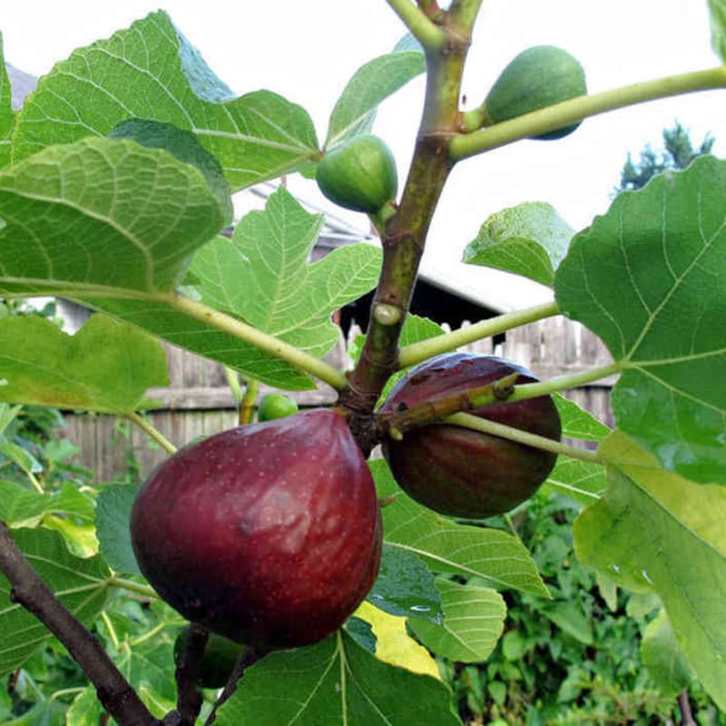 Smith Fig Tree - Etsy