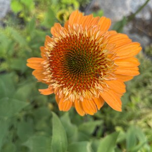 Cantaloupe Supreme Coneflower/ Echinacea in 3.5 Inch Pots (one Plant ...