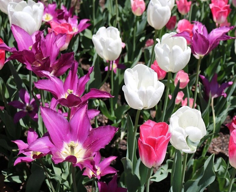 Purple Rain Mix Tulip Bulbs - Tulipa Triumph - Etsy