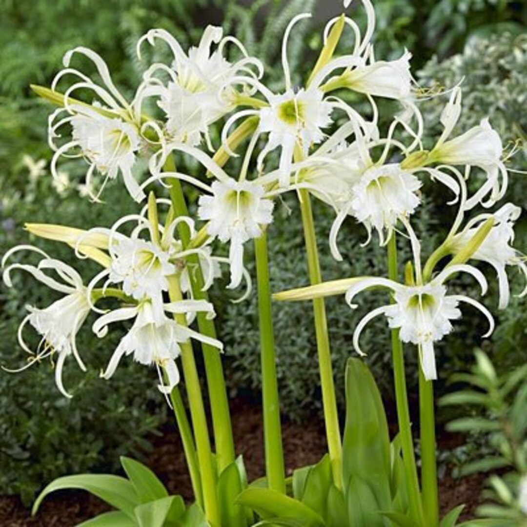 2 Bareroot Ismene Lily/ Peruvian Daffodil/ Spider Lily - Etsy