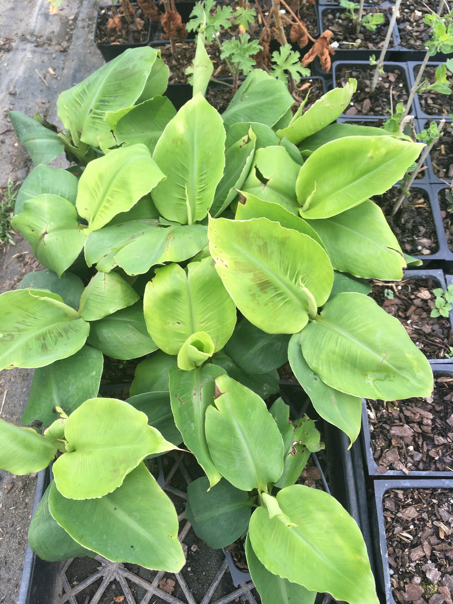 Musa poquito Banana Tree/ Banana Tree in 4 Inch Cups one - Etsy