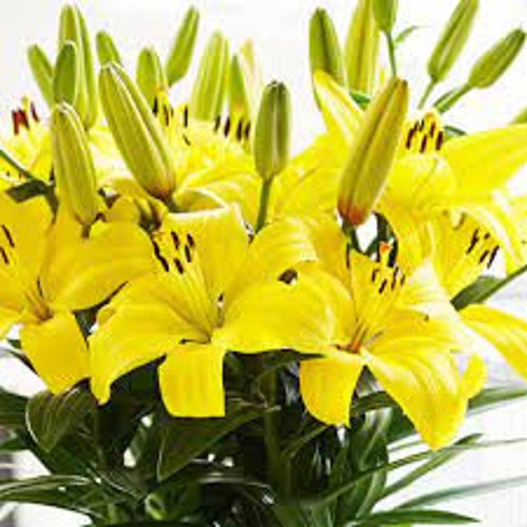 Ilse Lily Bulbs--free SHIPPING - Etsy