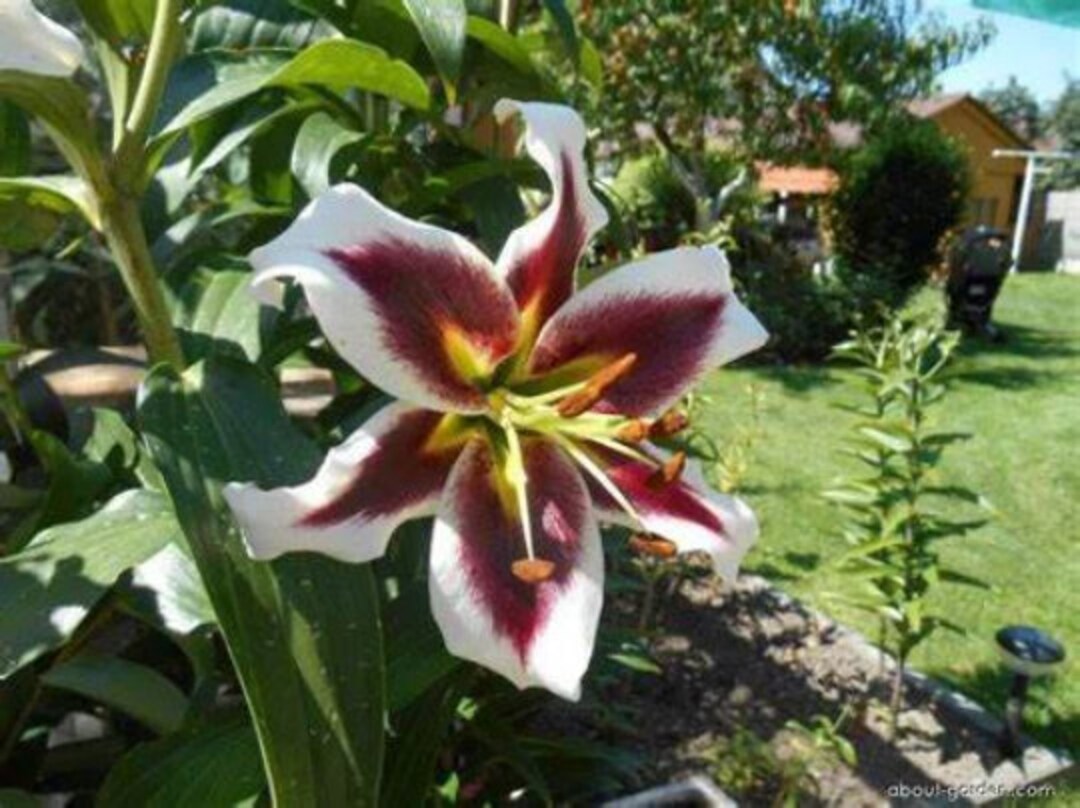 Passion Moon Oriental Lily Bulbs--free SHIPPING!!! - Etsy
