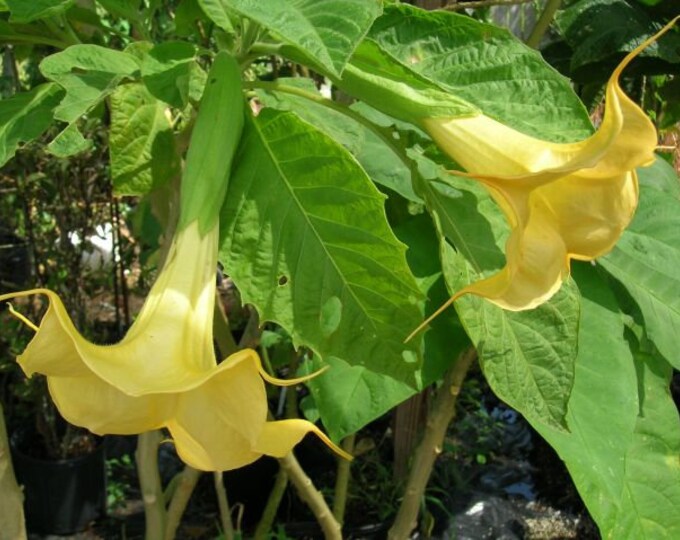 Variegated Brugmansia Angel's Trumpet Unrooted Plant Cuttings - Etsy