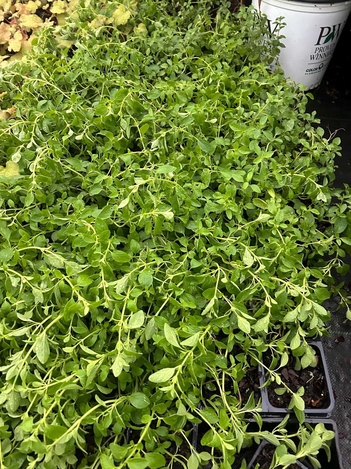 Italian Oregano Culinary Herb Plant in a 4" Pot---punch up Your Sauces ...